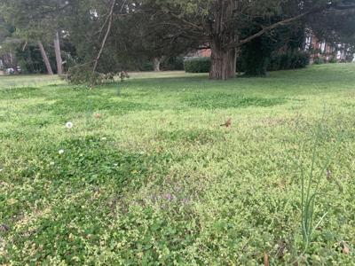 MARLOWE: They're back! How to take care of those pesky lawn weeds ...