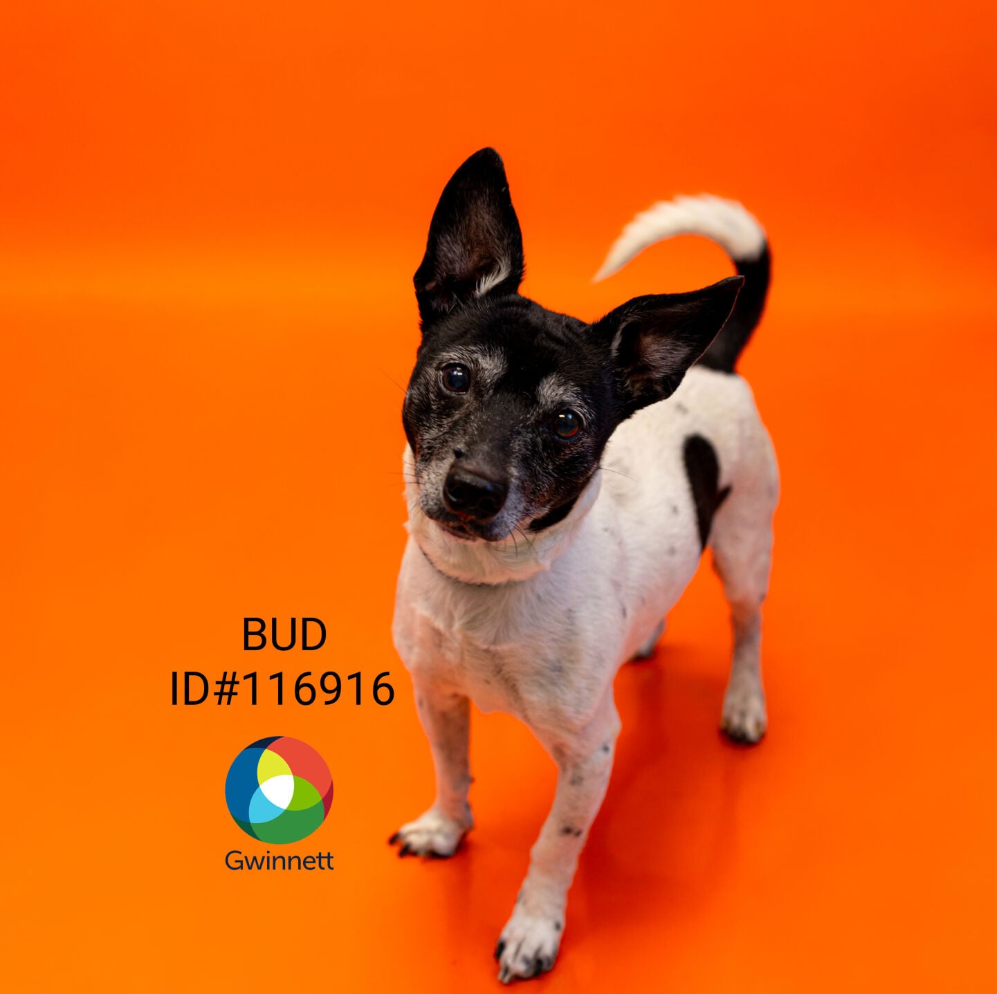 PHOTOS: Gwinnett Animal Shelter Adoptable Pets of the Week — June 8 ...