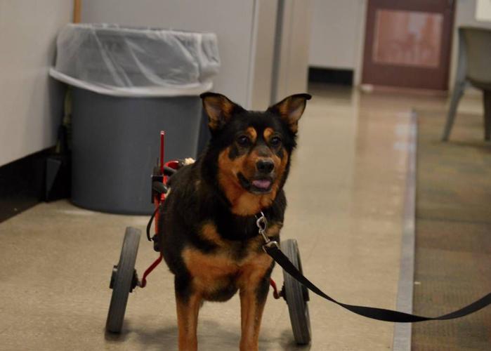 Jail Dogs ‘mascot’ finally finds forever home | News ...