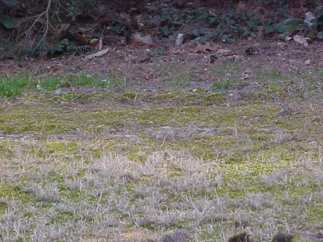 DALY: Managing moss in your lawn | News | gwinnettdailypost.com