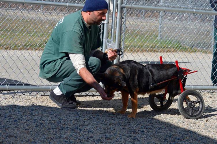 Jail Dogs ‘mascot’ seeks forever home | News | gwinnettdailypost.com