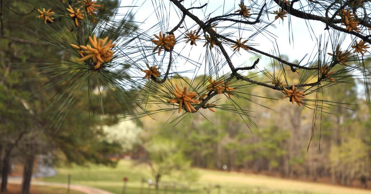 Pollen counts in Georgia remain historically high | News ...