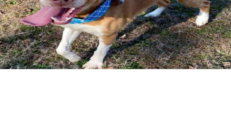 PHOTOS: Barrow County Animal Control Adoptable Pets of the Week — March ...