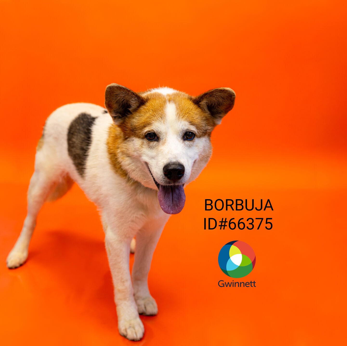 PHOTOS: Gwinnett Animal Shelter Adoptable Pets of the Week — June 8 ...