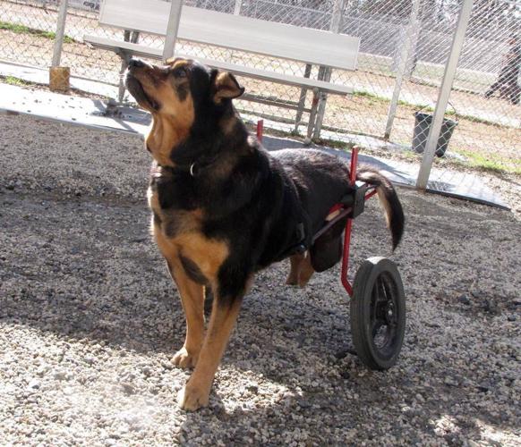 Jail Dog ‘mascot’ returns to Gwinnett County jail | News ...