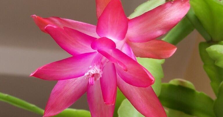 MARLOWE: 'Tis the season for the Christmas cactus | News | gwinnettdailypost.com