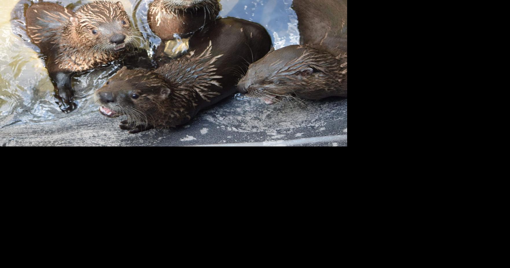 AROUND TOWN: Otter-ly 'Adorable' Exhibit Opens at Yellow River Wildlife ...