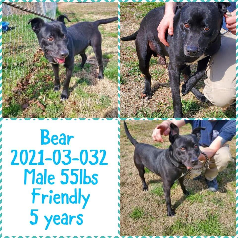 PHOTOS: Barrow County Animal Control Adoptable Pets of the Week — March ...