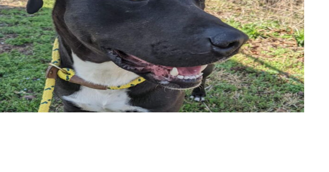 PHOTOS: Barrow County Animal Control Adoptable Pets of the Week — March ...