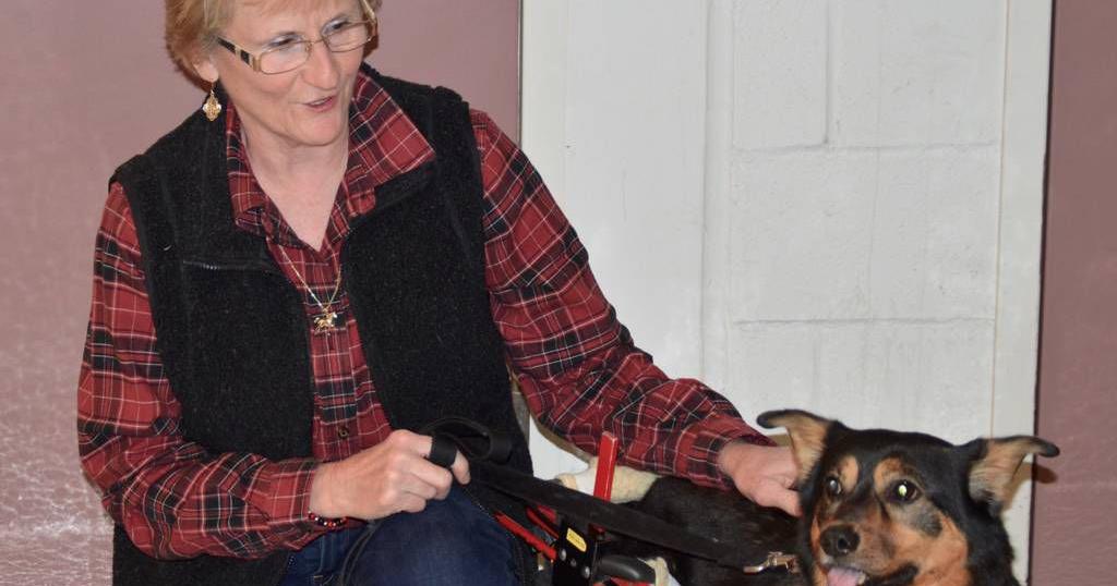 Jail Dogs ‘mascot’ finally finds forever home | Multimedia ...