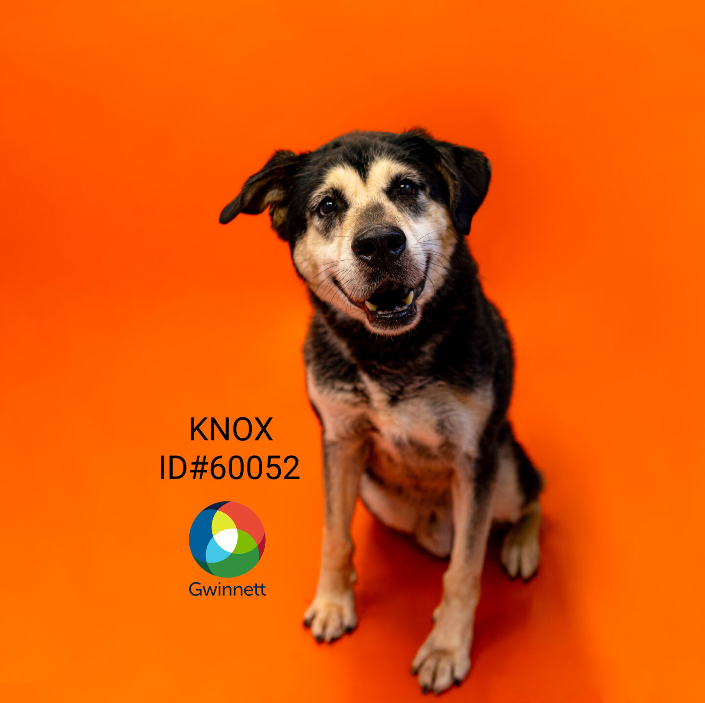 PHOTOS: Gwinnett Animal Shelter Adoptable Pets of the Week — June 8 ...