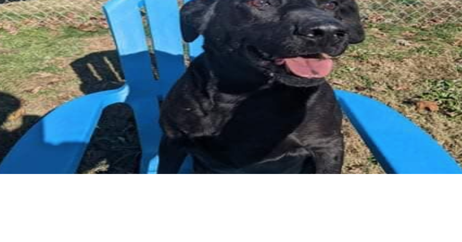 PHOTOS: Barrow County Animal Control Adoptable Pets of the Week — Nov ...