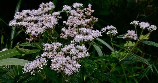MARLOWE: A cheat-sheet of native, fall blooming perennials | News ...