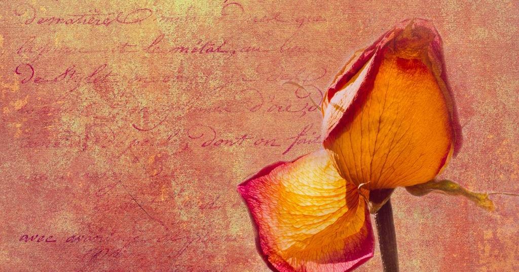 ART BEAT: Mary Buck photographs beauty in faces and flowers | Arts ...
