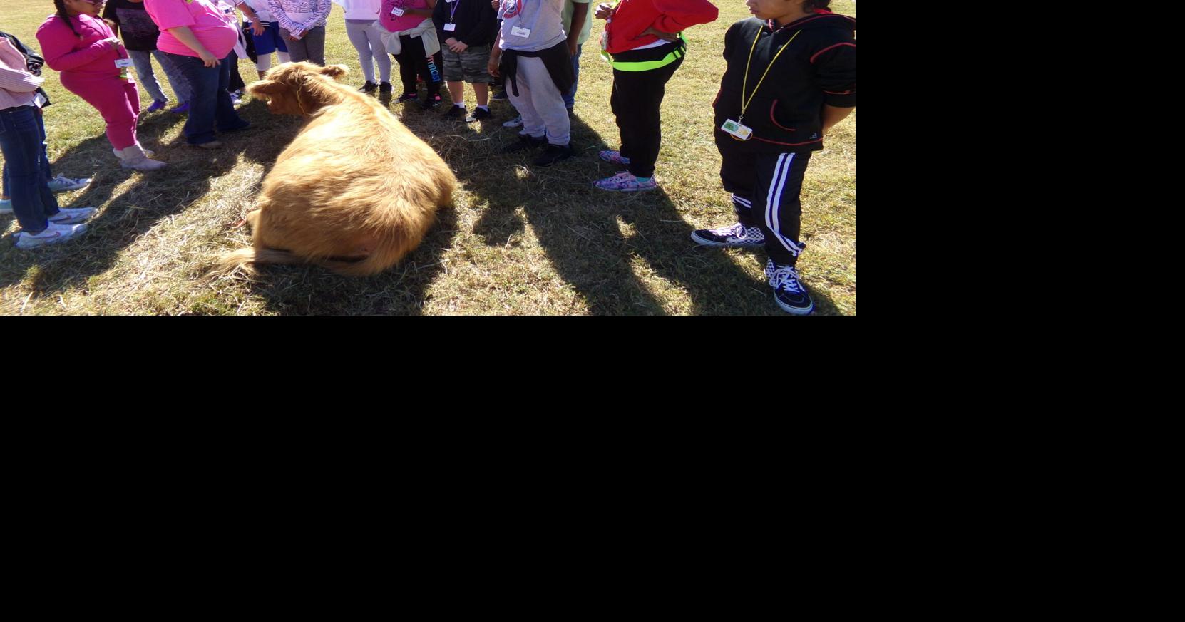 USDA takes farm animals to Lovin Elementary School in effort to bring ...
