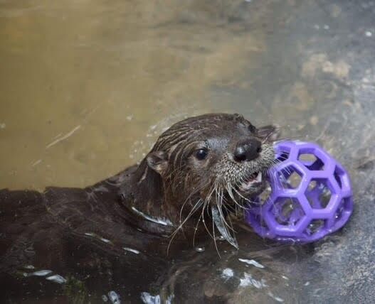 AROUND TOWN: Otter-ly 'Adorable' Exhibit Opens at Yellow River Wildlife ...