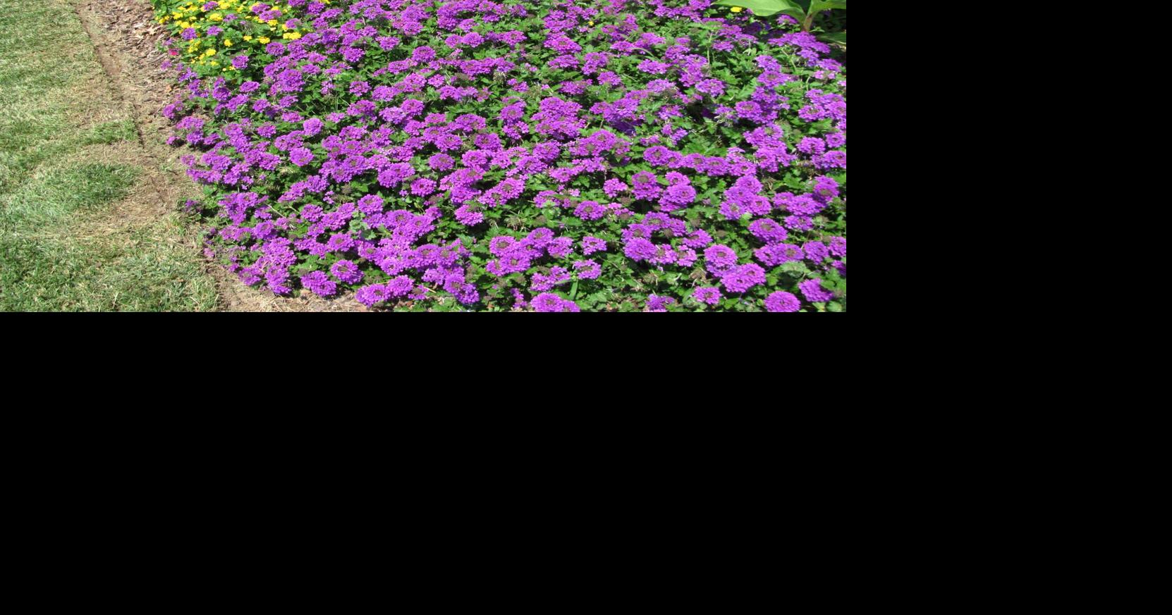 DALY: Keeping annuals and perennials flowers at their best | News ...