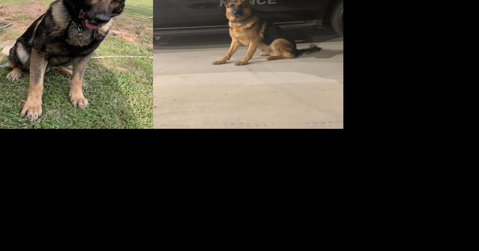Georgia Police K9 Foundation donates vests for Lawrenceville PD K9s ...