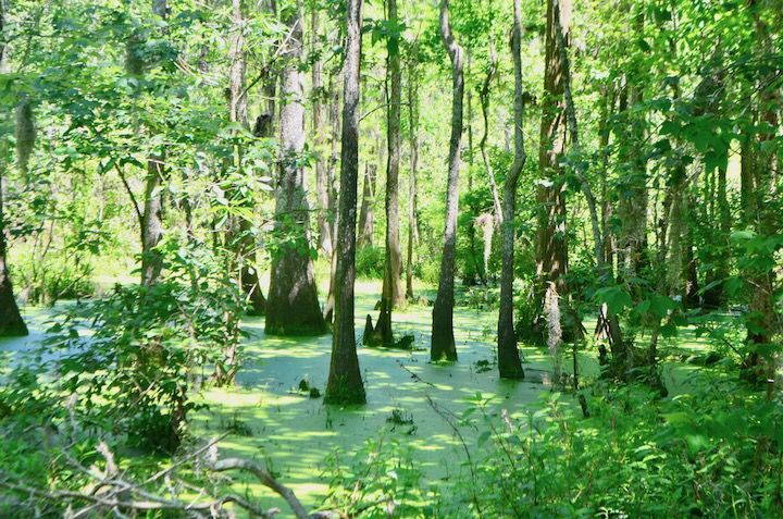 Swamp adventure available locally | Arts & Entertainment | hammondstar.com