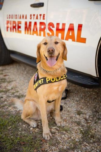 Fire Marshal mourns retired K-9 arson officer | News | hammondstar.com
