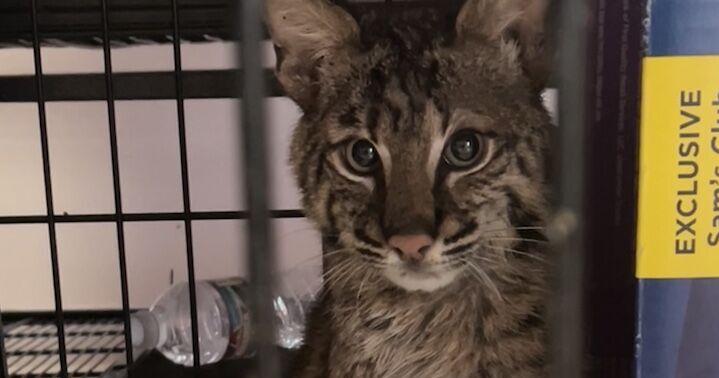 Geaux Wild Rehab advocates for wildlife-human balance | News ...