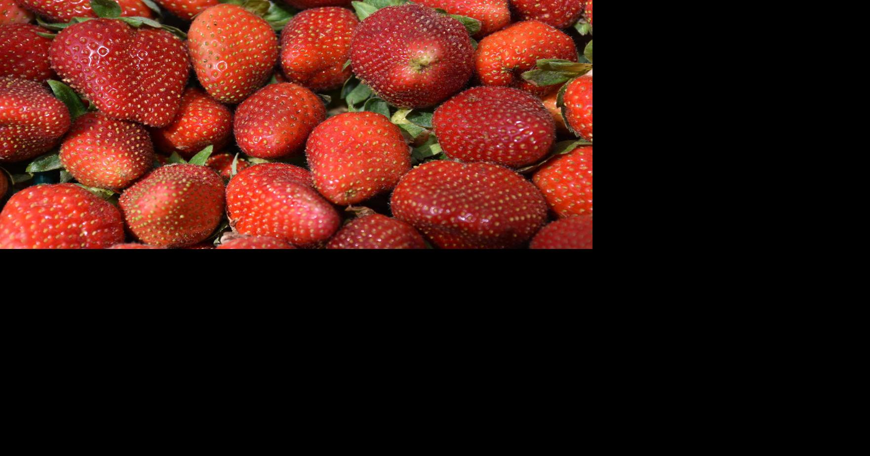 Weather causes short season for strawberries | News | hammondstar.com