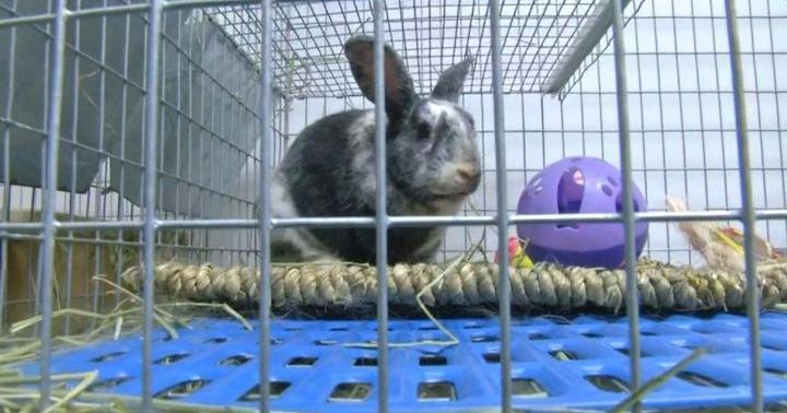 Bunnies, chicks flood animal shelters after Easter | News | hammondstar.com