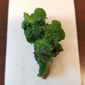 PhytoFindings: Parasitized aphids on mint | Lifestyles | hammondstar.com