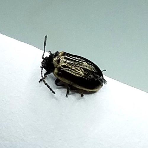 PhytoFindings: Yellowmargined leaf beetles on turnips | Lifestyles ...