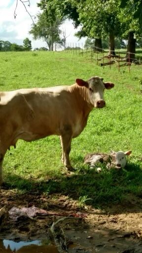 LDAF seeks missing cow from Kentwood | News | hammondstar.com