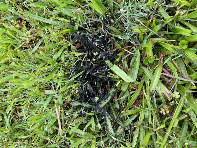 Continuous Wet Weather Leads To Slime Mold News