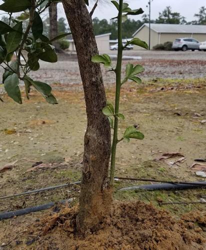 Tips for dealing with cold-damaged plants | Lifestyles | hammondstar.com