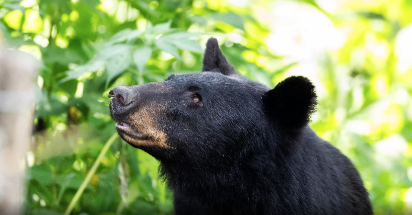 2025 bear harvest almost identical to 2024 | Outdoors | hampshirereview.com