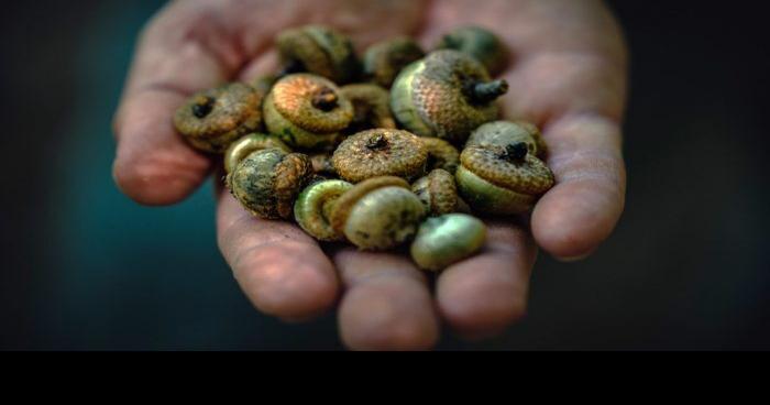‘Pretty spotty’: 2022 survey sees below-average oak mast here | News ...