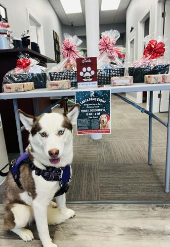 Santa Paws brings successful 2nd year helping pups | News ...