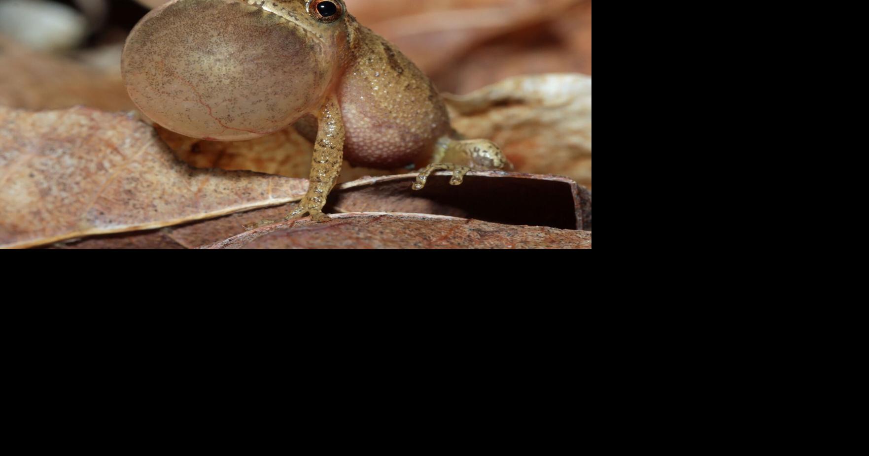 Spring peepers singing in the woods mean spring is on the way | News ...