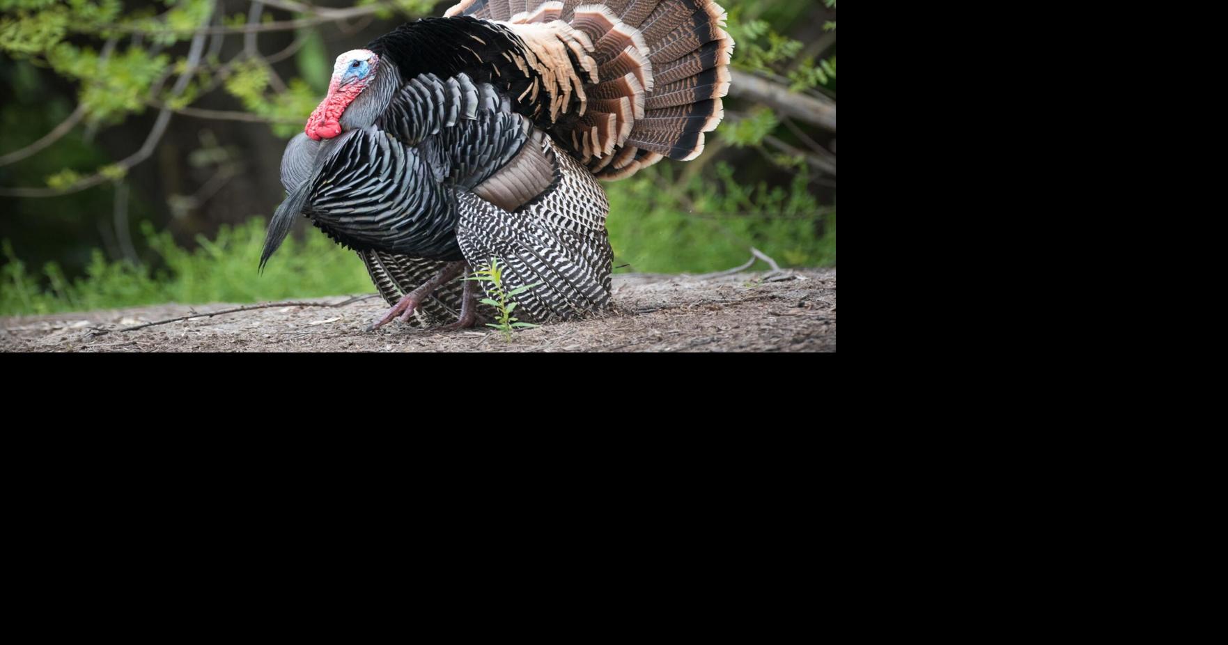 West Virginia Spring Gobbler season opens April 21 | Sports ...