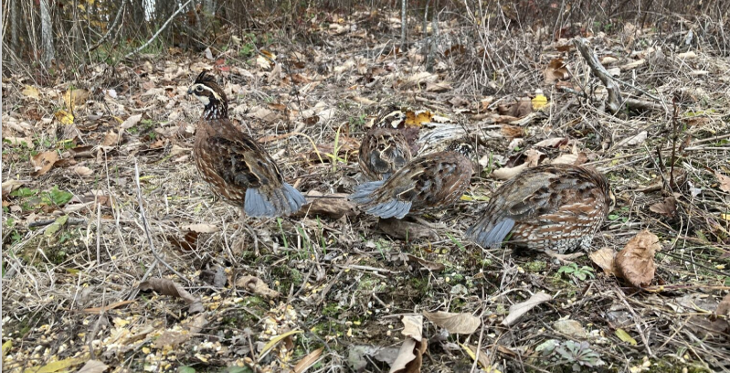 Governor’s Quail Initiative completes a second year | Outdoors ...