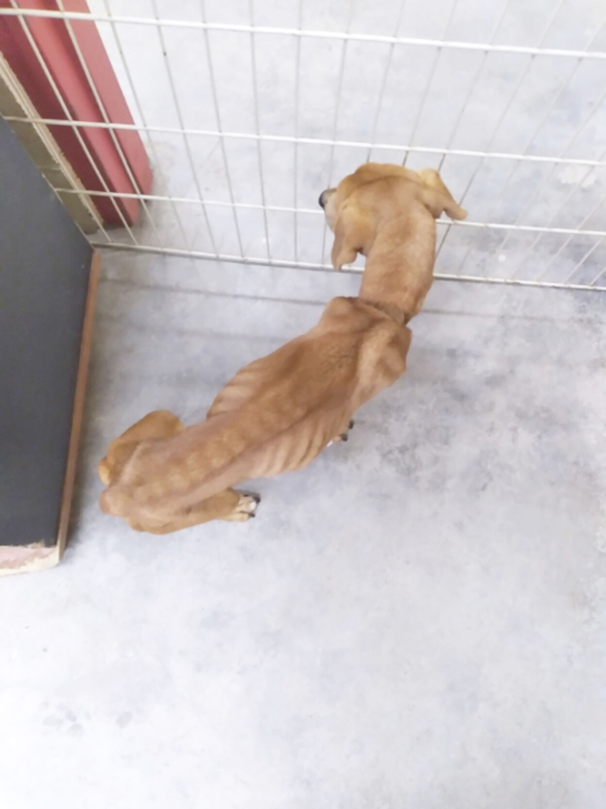 Hampshire County Animal Shelter yelps a cry for help | News ...