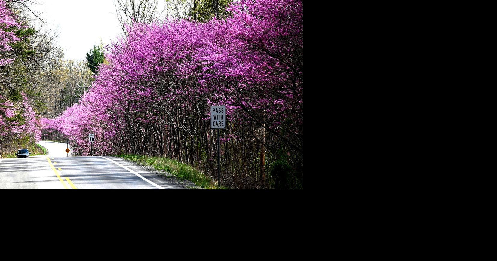 Redbud run | News | hampshirereview.com