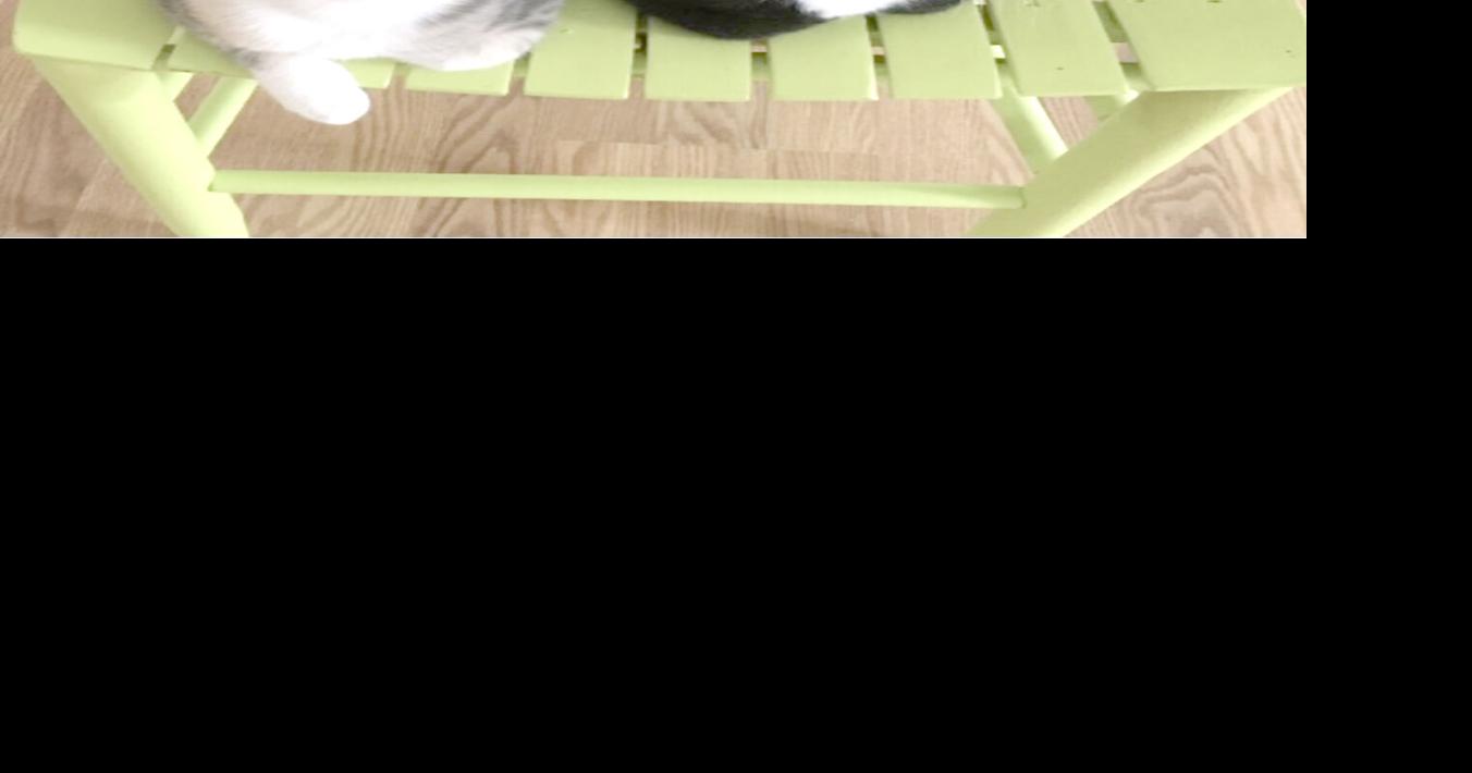 Scardey Cats | Living | hampshirereview.com