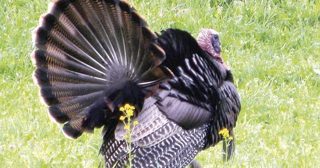 Fall gobbler season resumes | Sports | hampshirereview.com