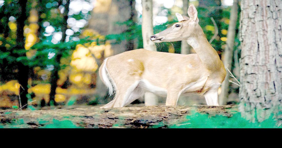 Deer tests positive for rabies in Hampshire | Sports | hampshirereview.com