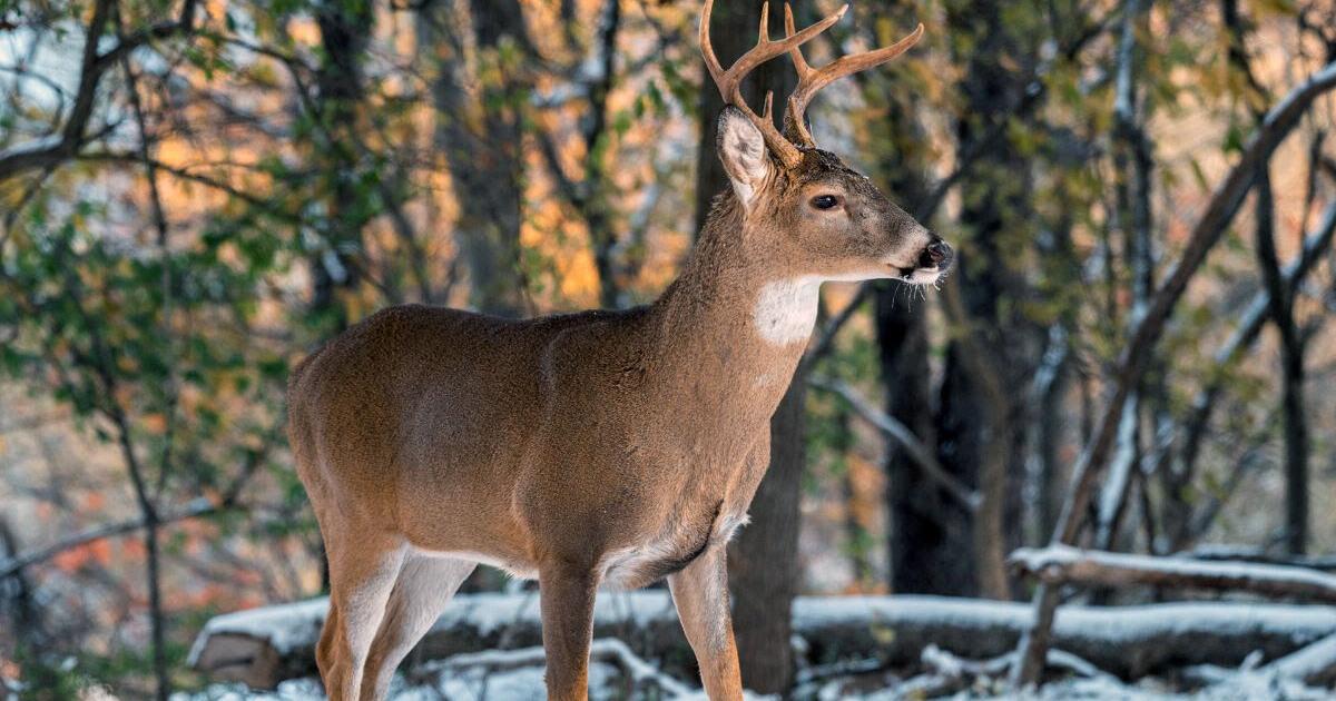 DNR reveals deer movement patterns | News | hampshirereview.com