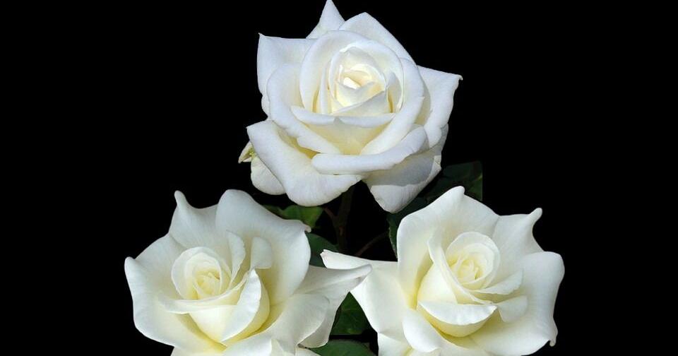 Harry ‘Tony’ L. Doane, Sr. | Obituaries | hampshirereview.com