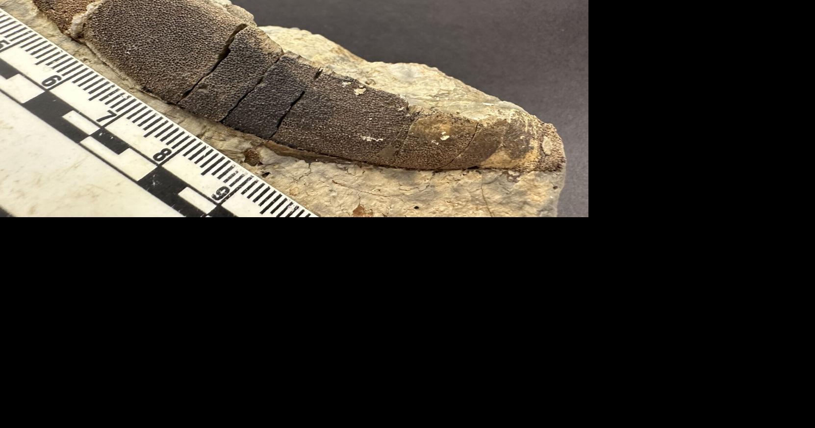 Paleontologists seek 393 million-year-old fish fossils | News ...