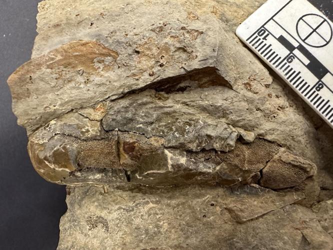Paleontologists seek 393 million-year-old fish fossils | News ...