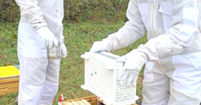 Students create apiary for ag program | Farm | hampshirereview.com