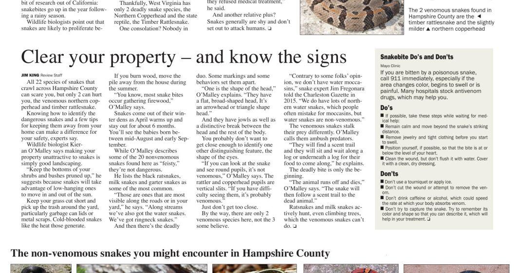 Slithering into a yard near you | Sports | hampshirereview.com