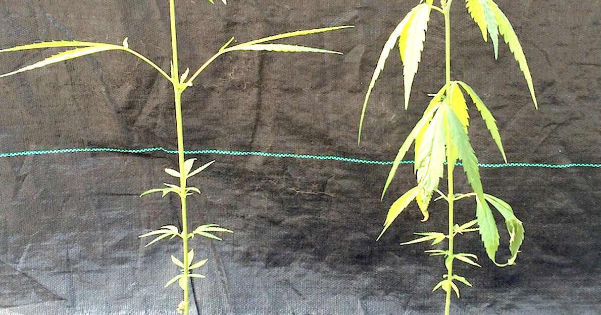 Hot hemp | Living | hampshirereview.com